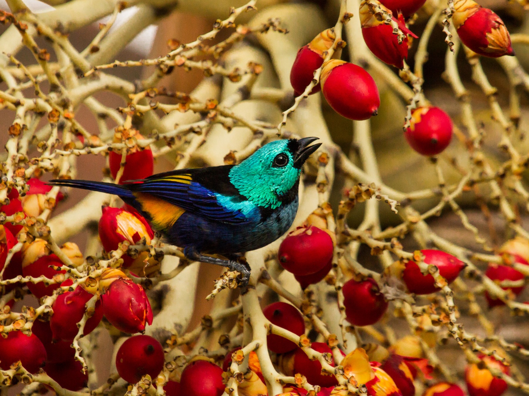 Seven-colored Tanager - eBird