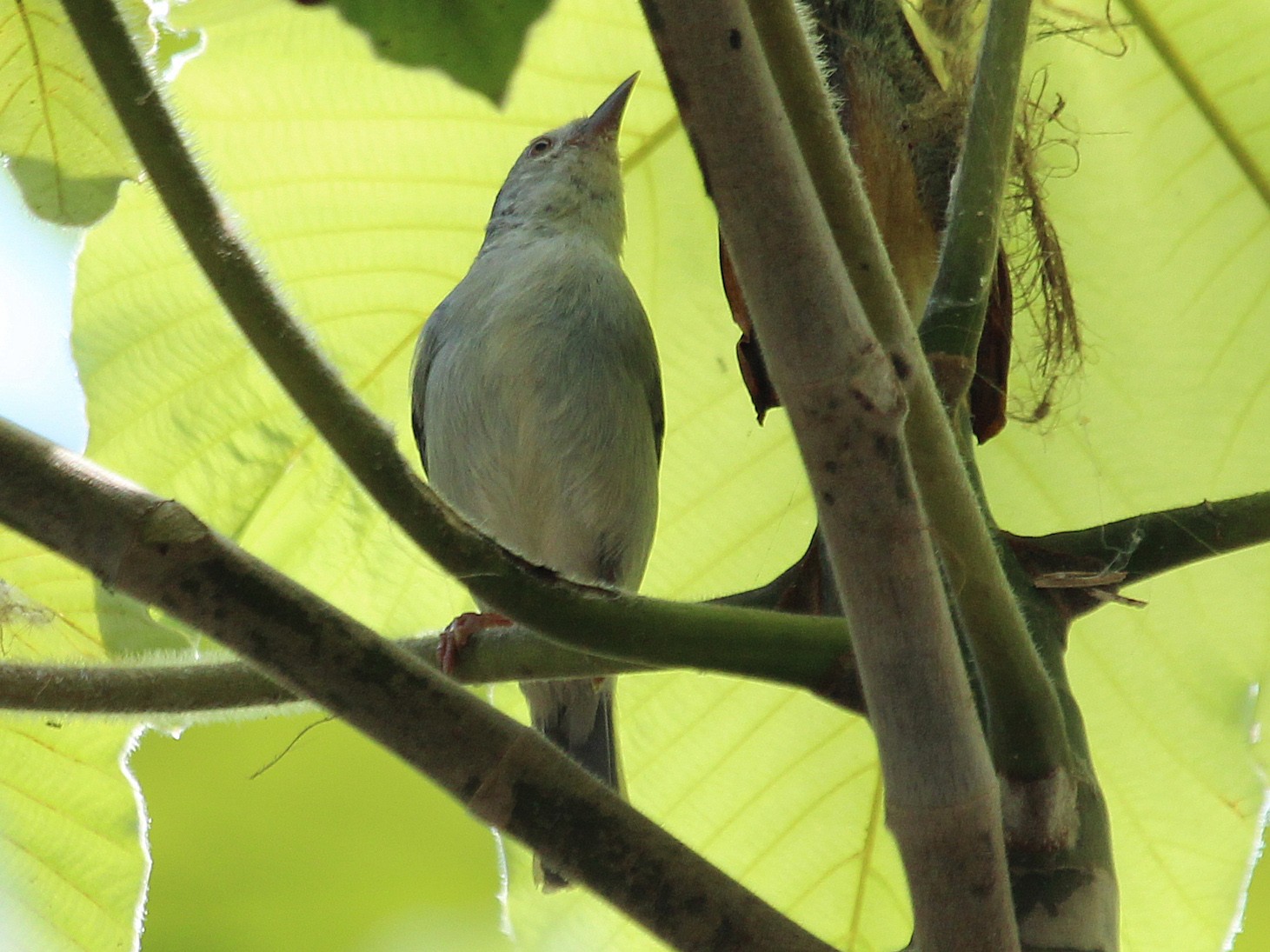 Pearly-breasted Conebill - eBird