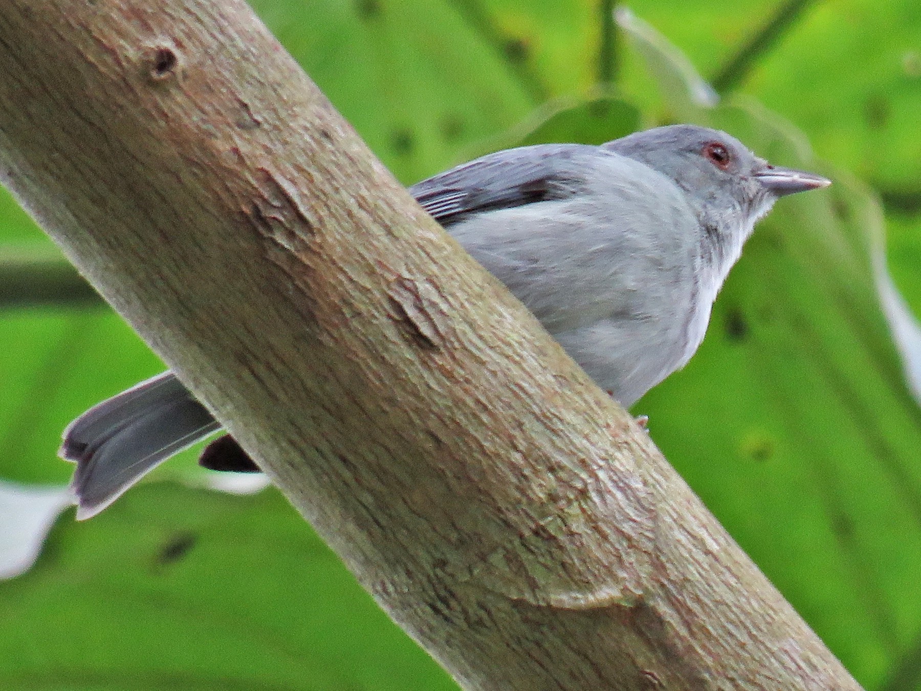 Pearly-breasted Conebill - eBird