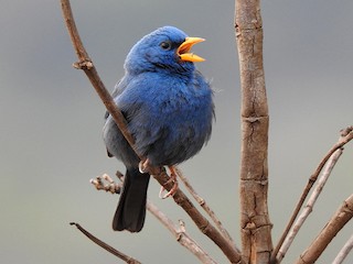 Blue Finch - eBird