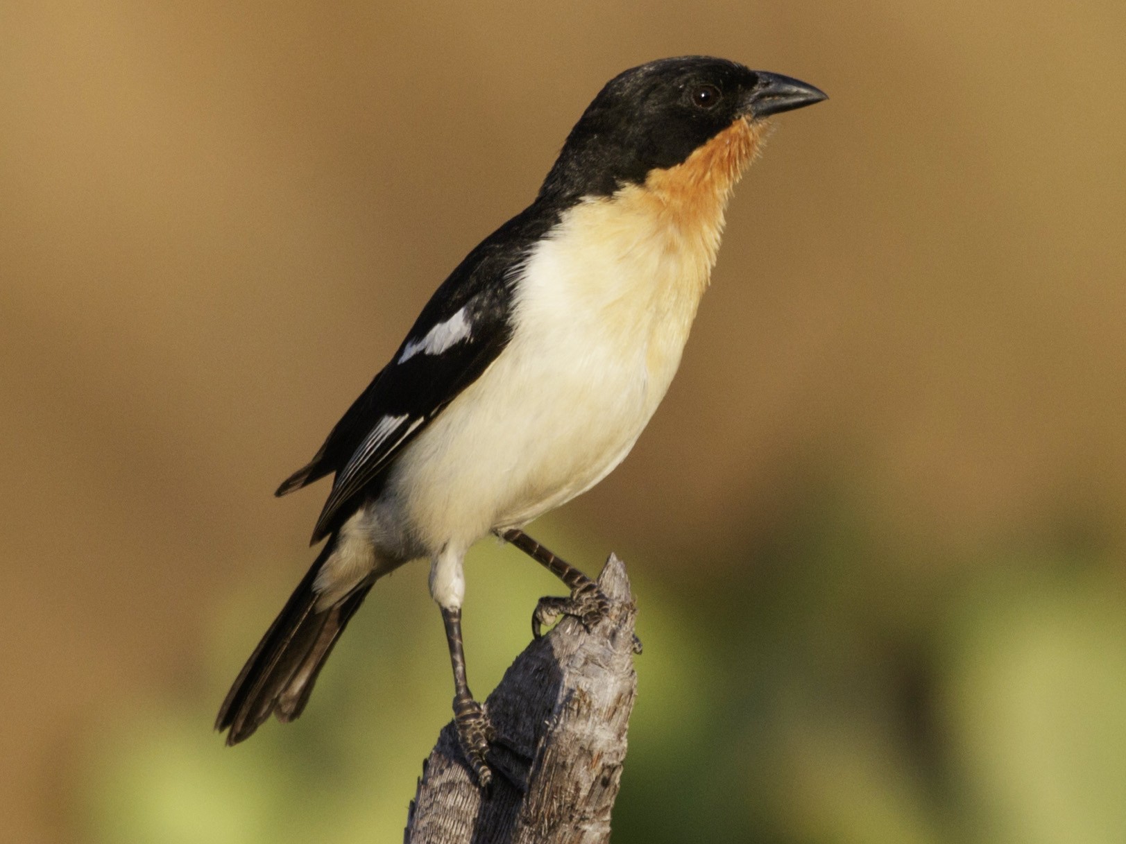 White-rumped Tanager - eBird