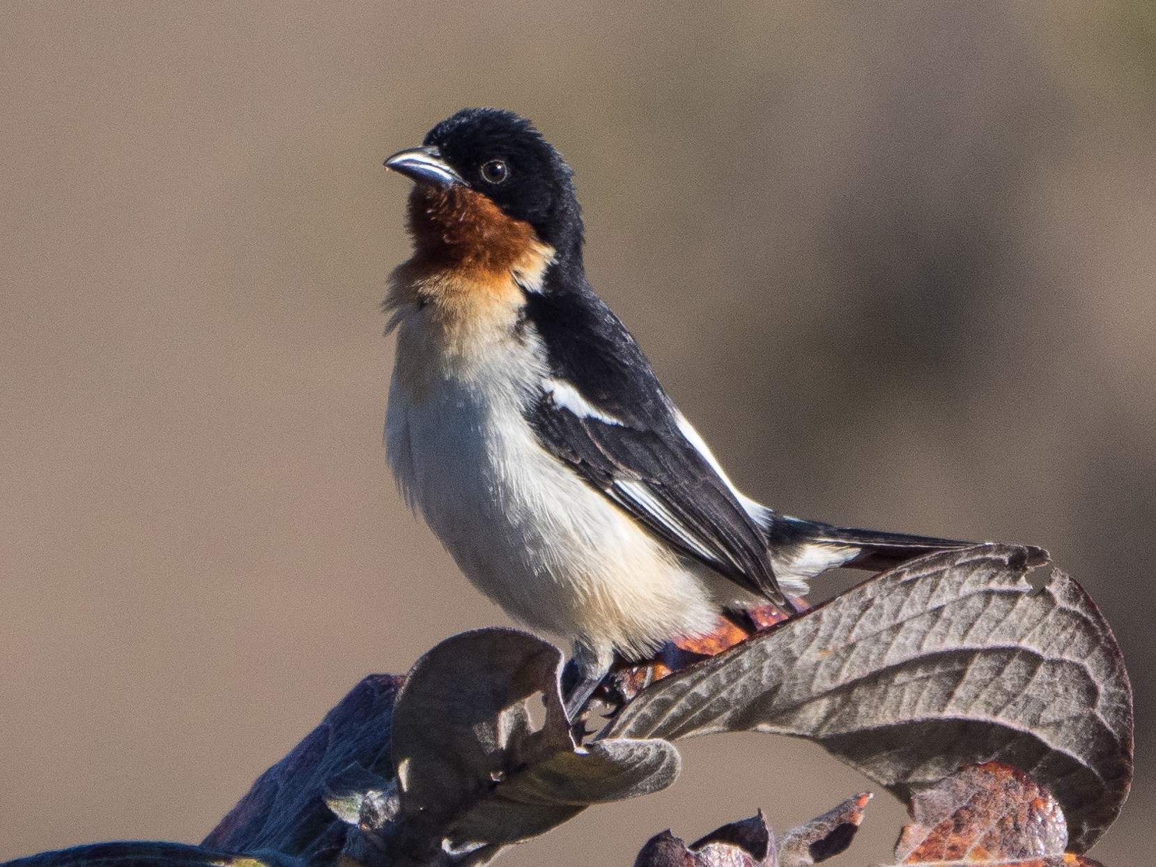White-rumped Tanager - eBird