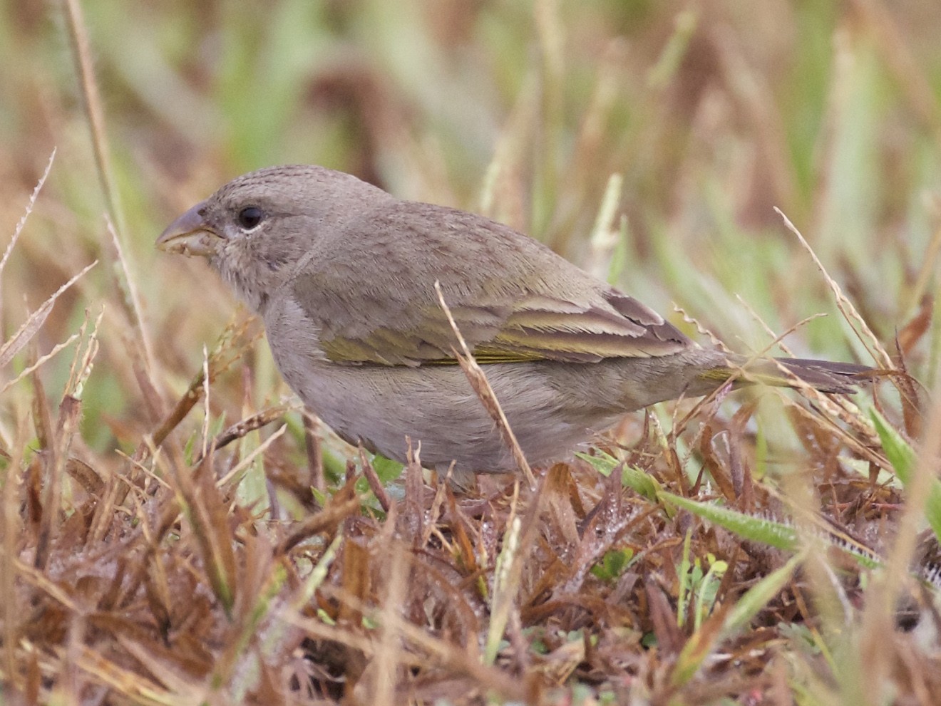 Orange-fronted Yellow-Finch - eBird