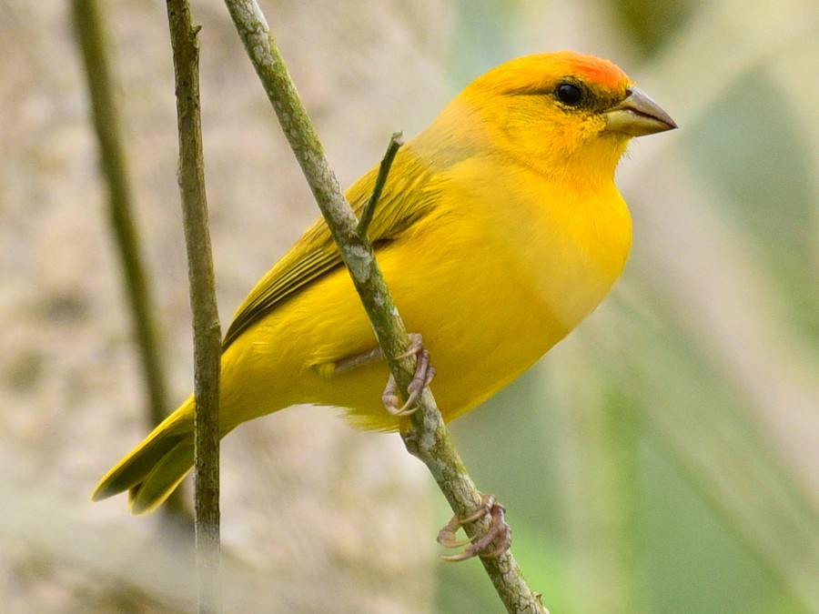 Orange-fronted Yellow-Finch - eBird