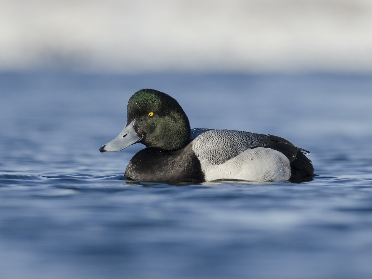 Greater Scaup - Aythya marila - Birds of the World
