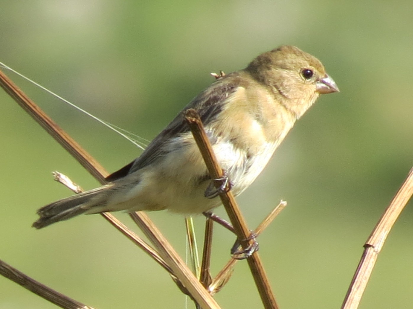 Rufous-rumped Seedeater - eBird