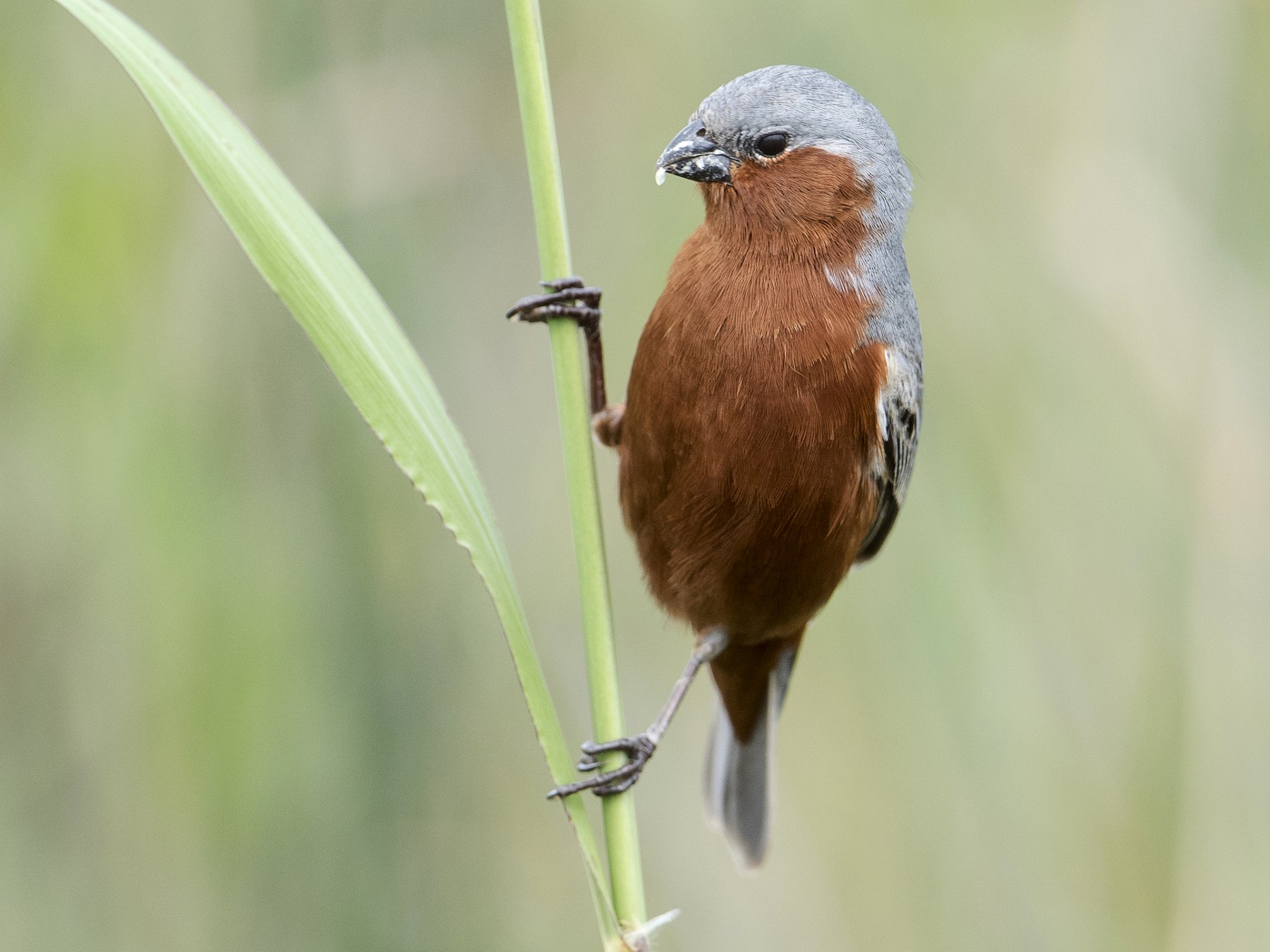 Rufous-rumped Seedeater - eBird
