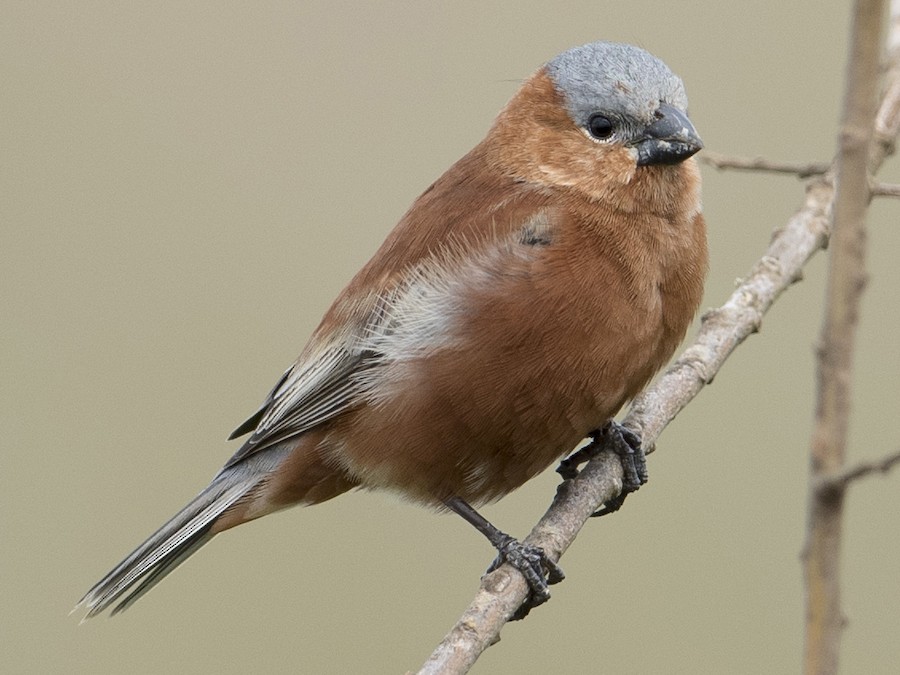 Chestnut Seedeater - eBird