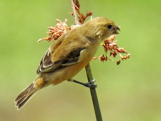 Chestnut Seedeater - eBird