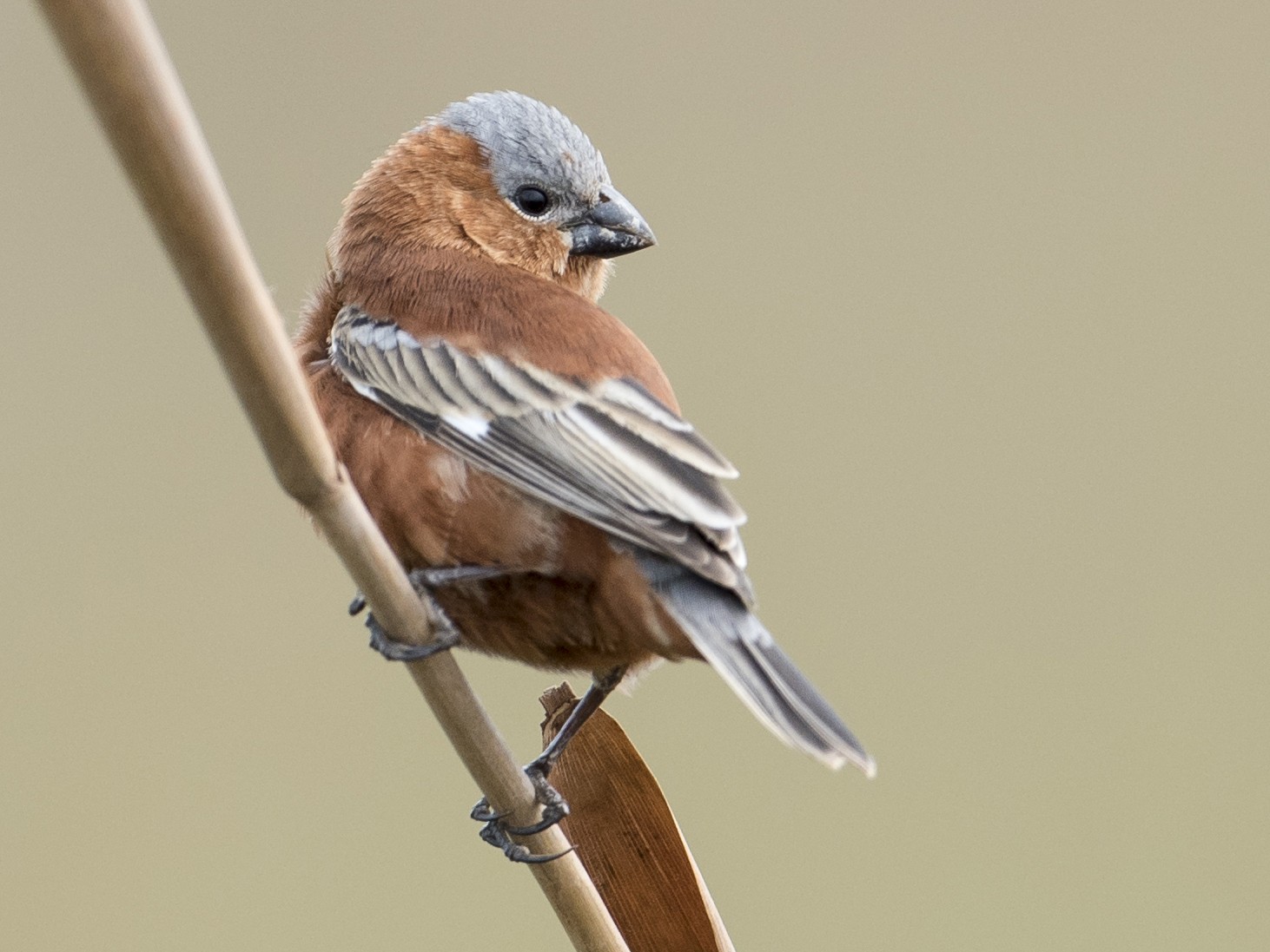 Capuchino Corona Gris - eBird