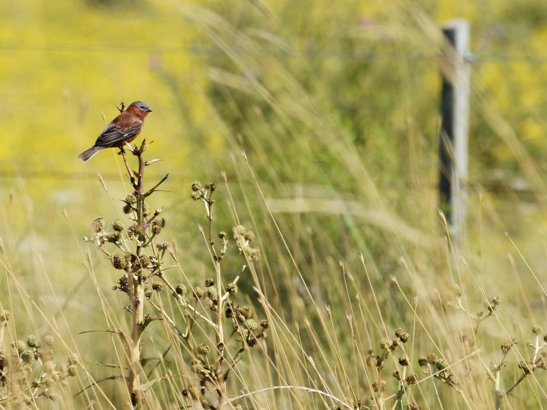 Capuchino Corona Gris - eBird