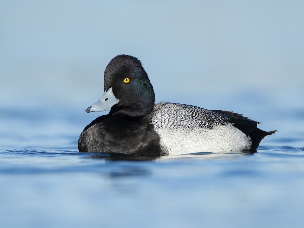 Lesser Scaup - Aythya affinis - Birds of the World