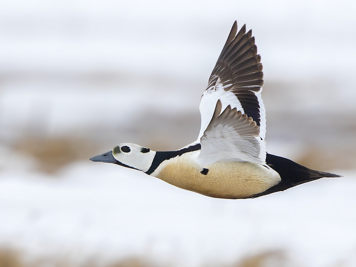 Steller's Eider - Polysticta stelleri - Birds of the World