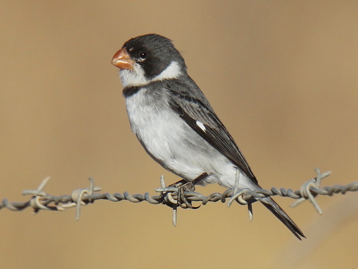 White-throated Seedeater - eBird