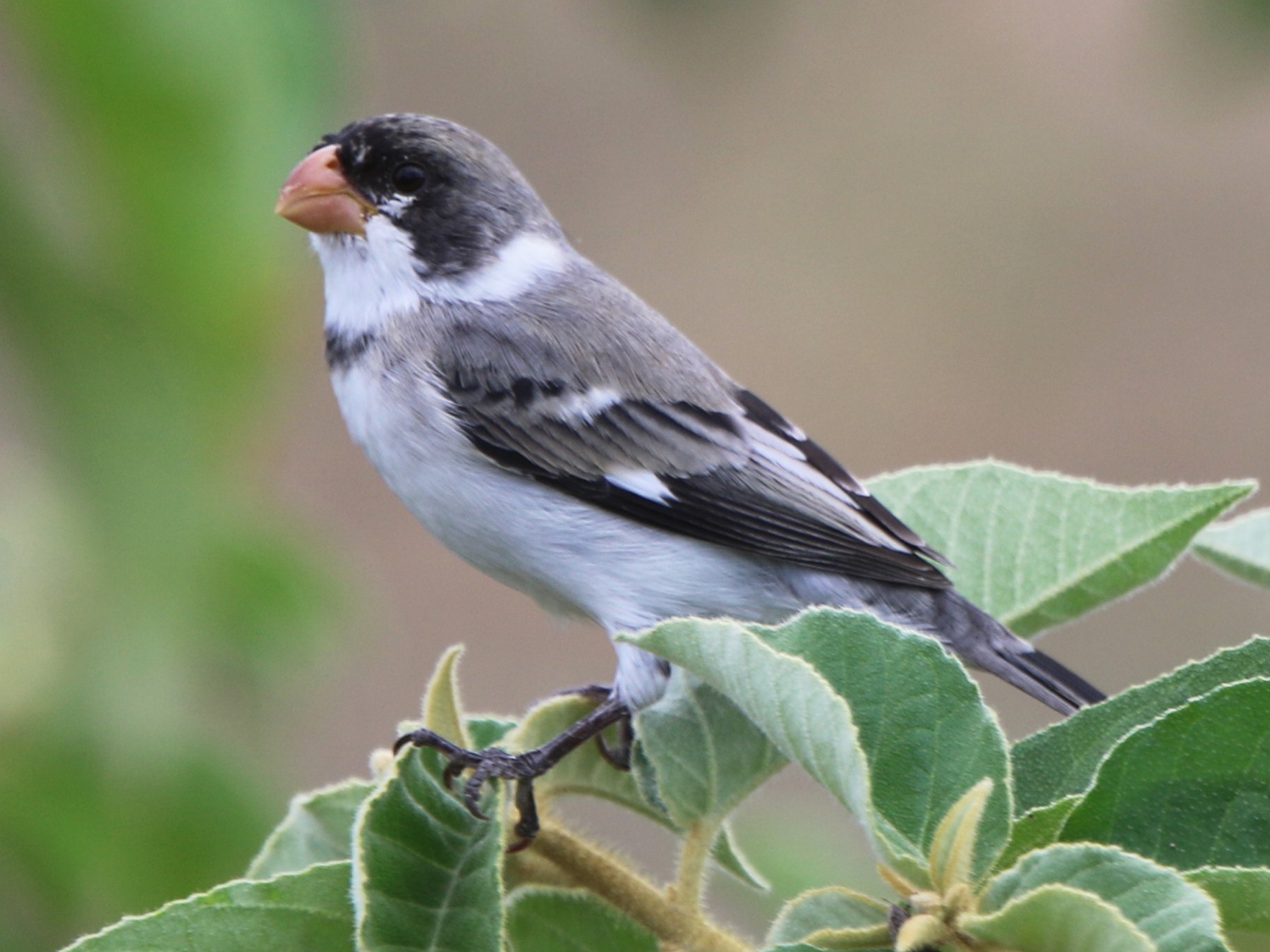 White-throated Seedeater - eBird