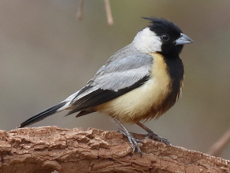Coal-crested Finch - eBird