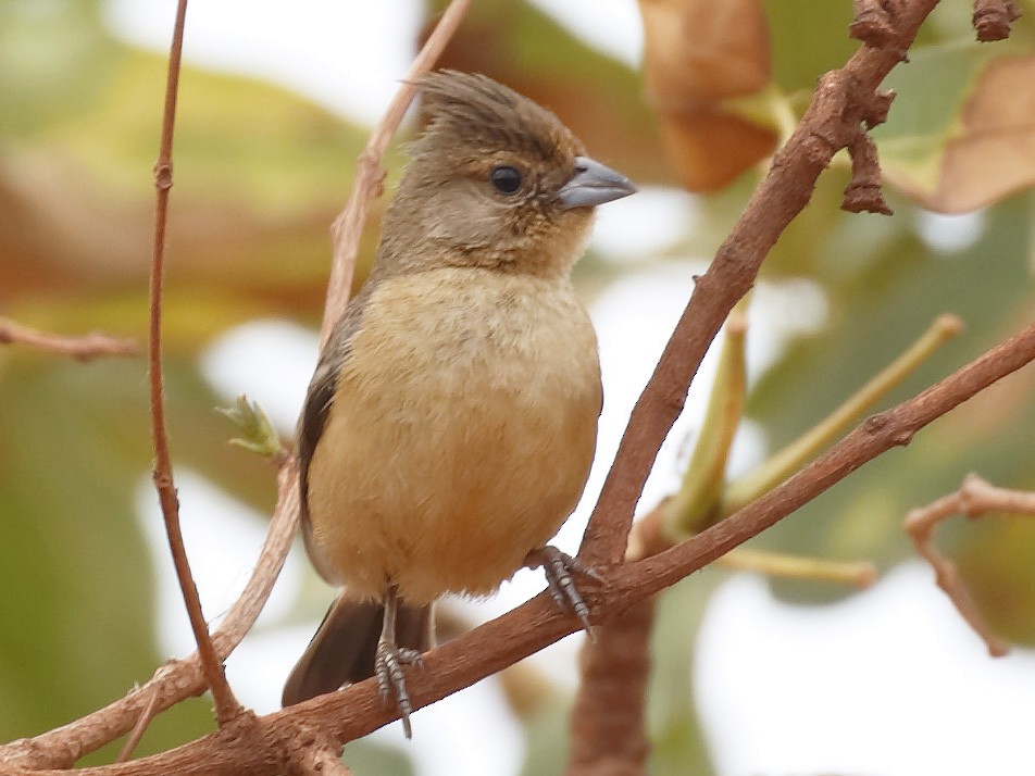 Coal-crested Finch - eBird