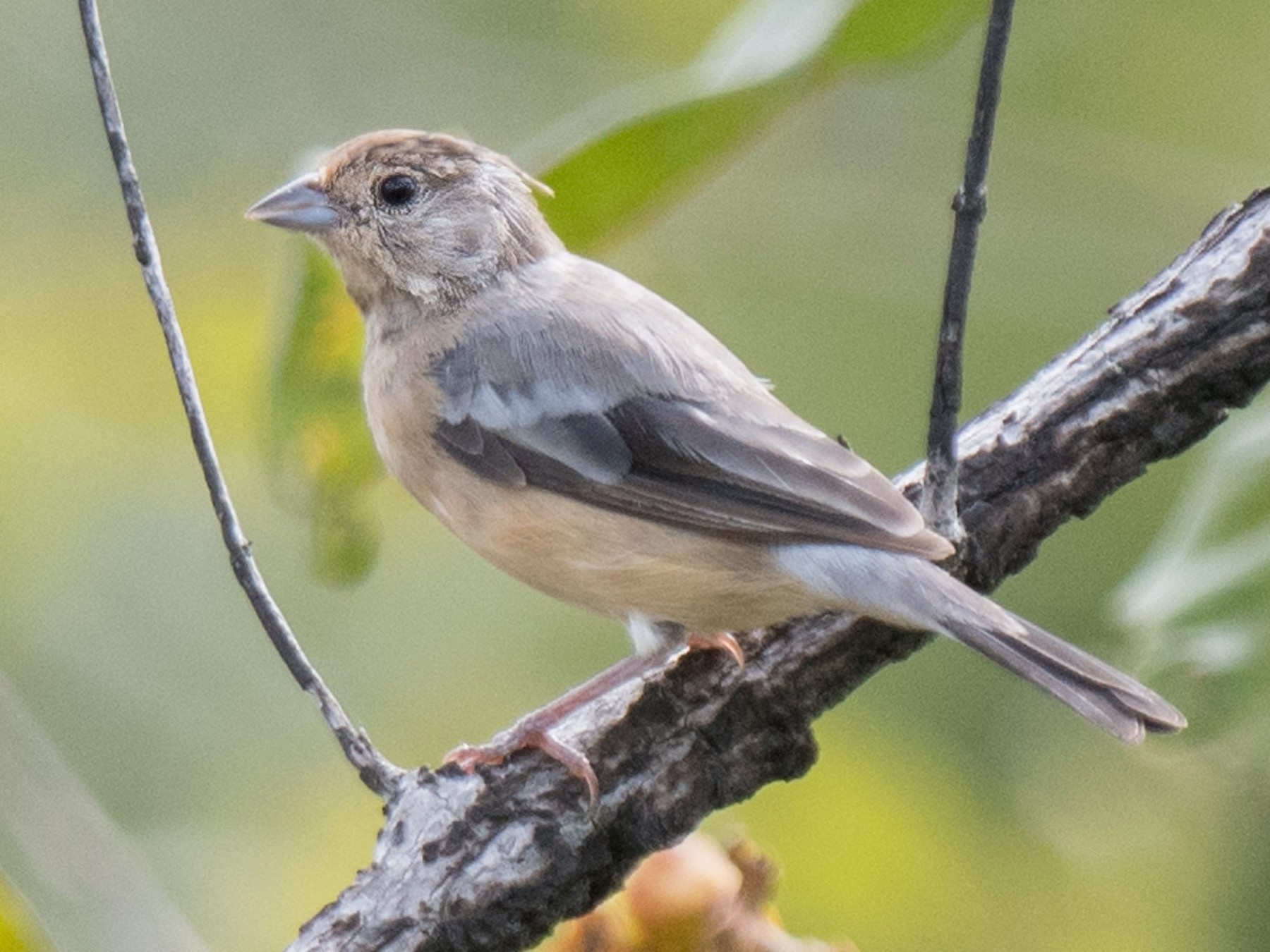 Crested Society Finches