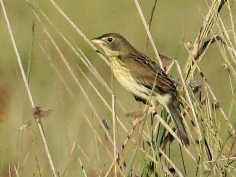 Black-masked Finch - eBird