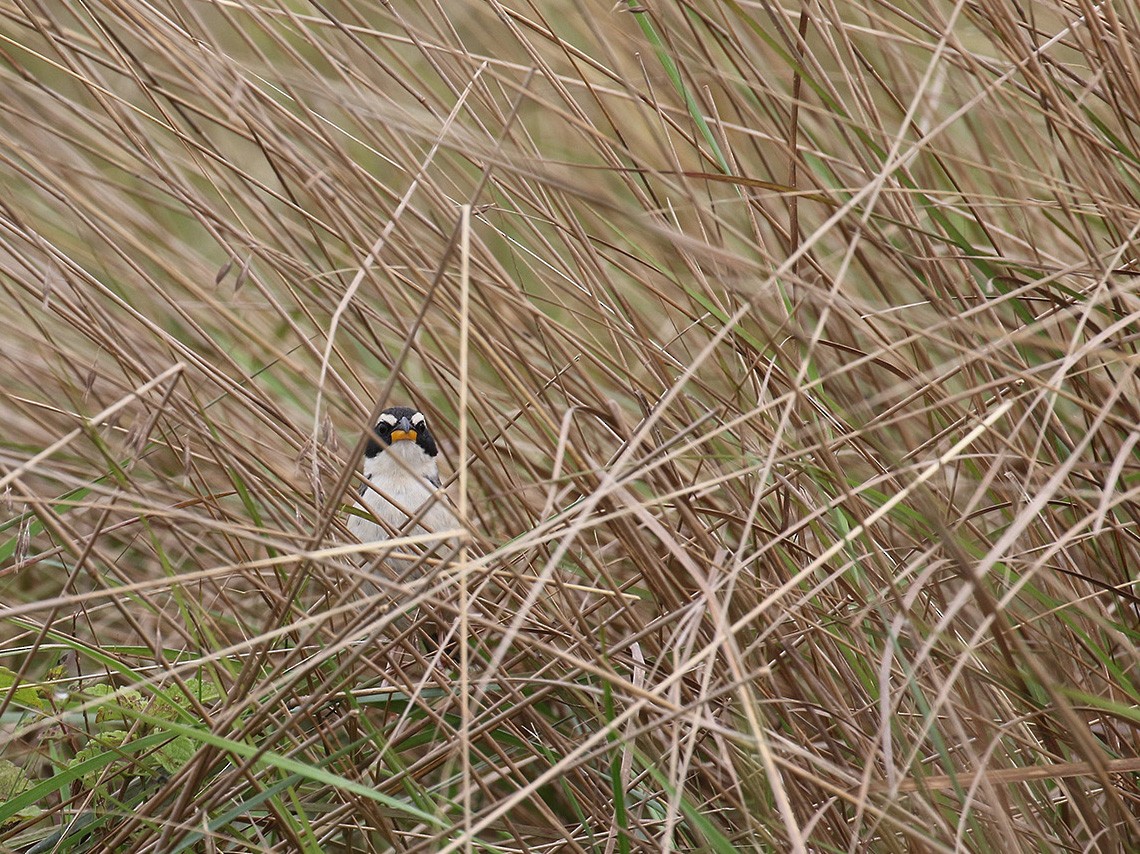 Black-masked Finch - eBird