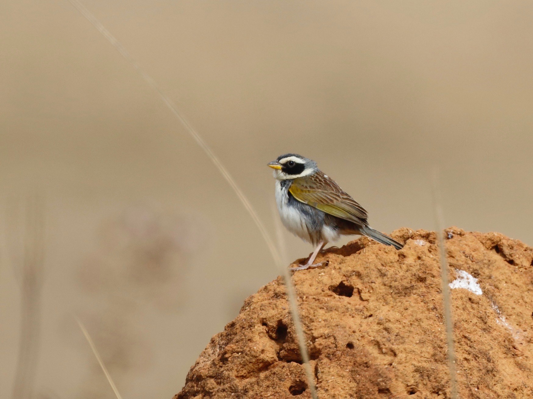 Black-masked Finch - eBird