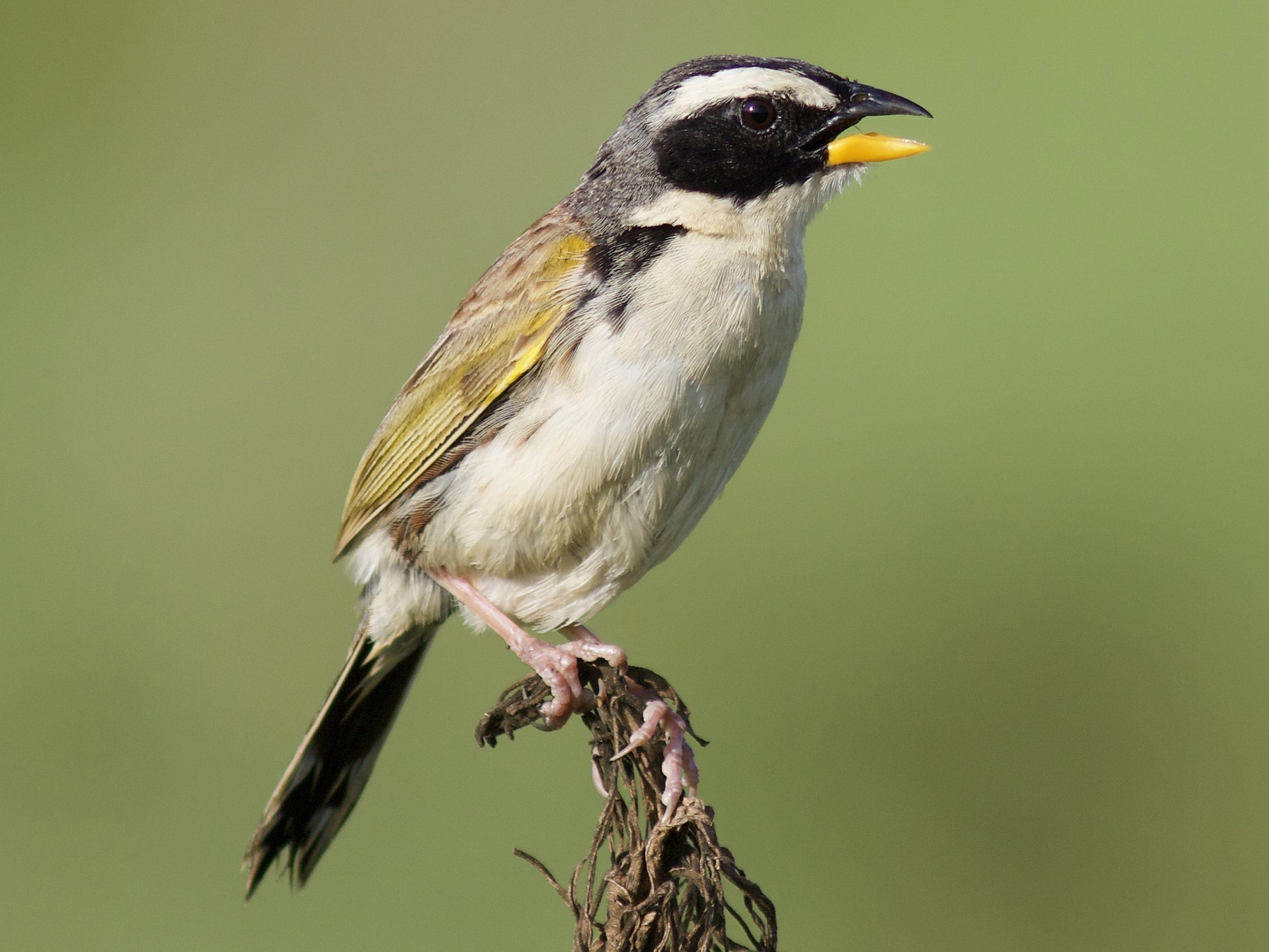Black-masked Finch - eBird