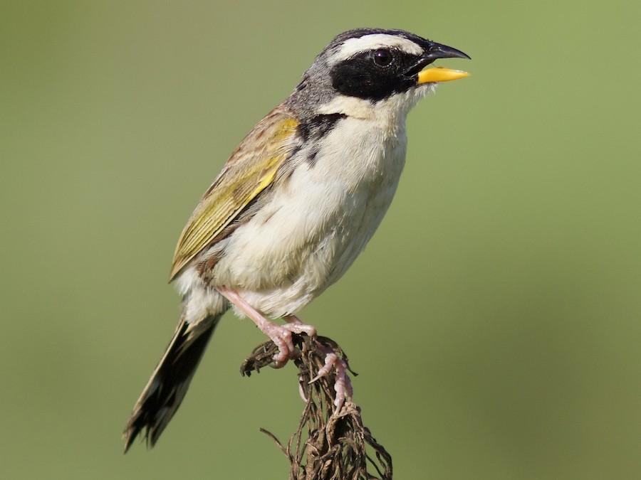 Black-masked Finch - eBird