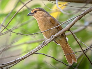 Brown Tanager - Orchesticus abeillei - Birds of the World