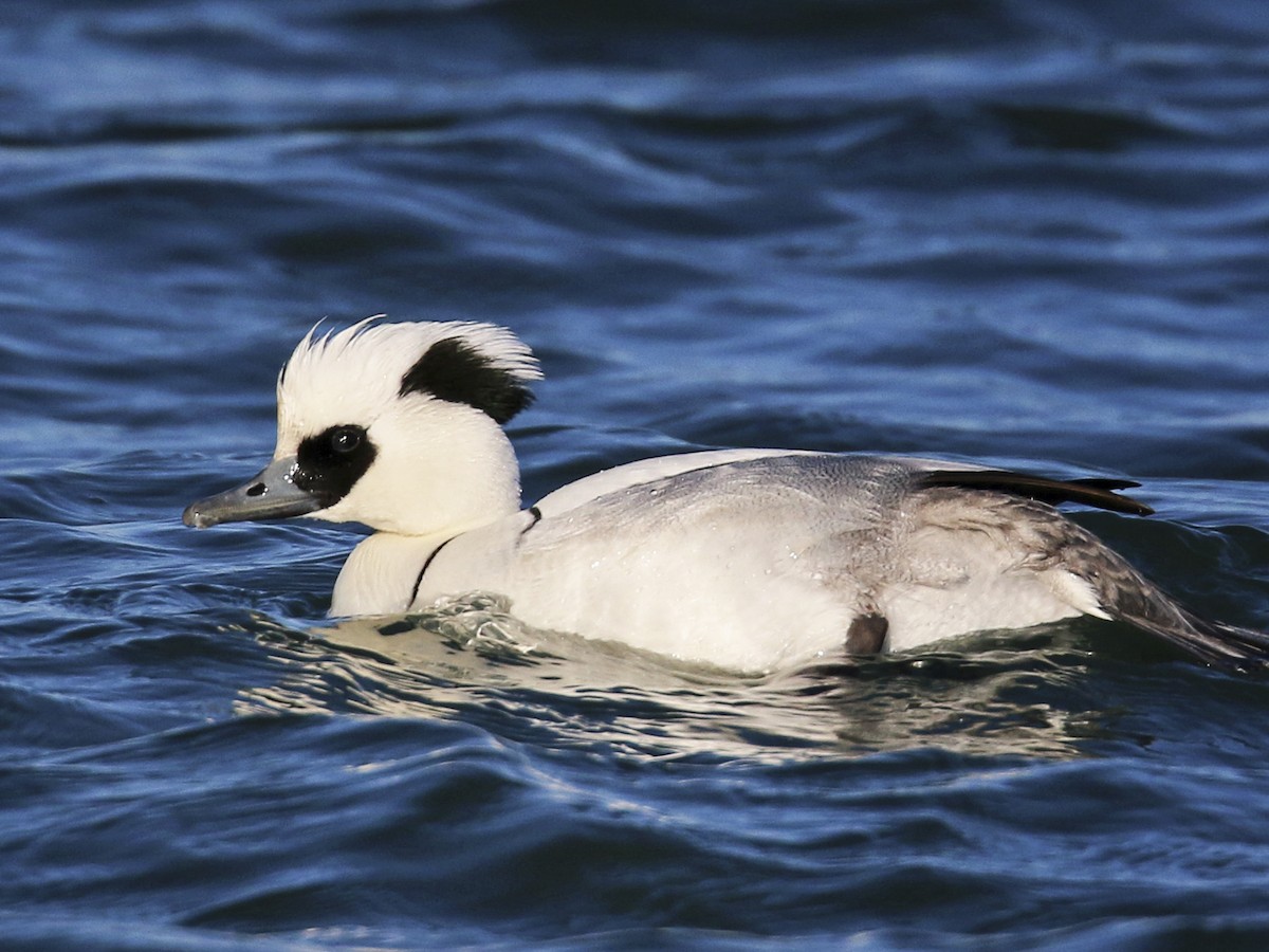 Smew - Mergellus albellus - Birds of the World