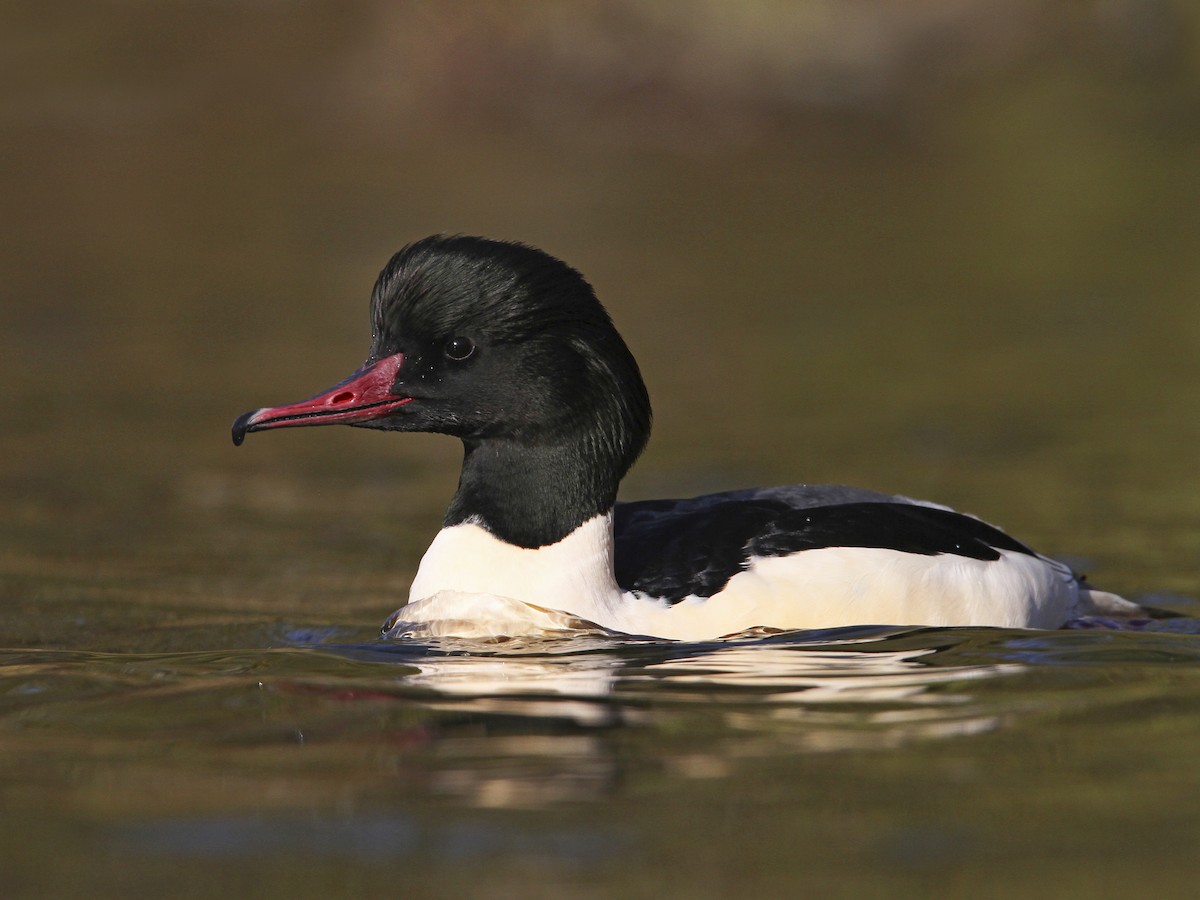 Common Merganser - Mergus merganser - Birds of the World