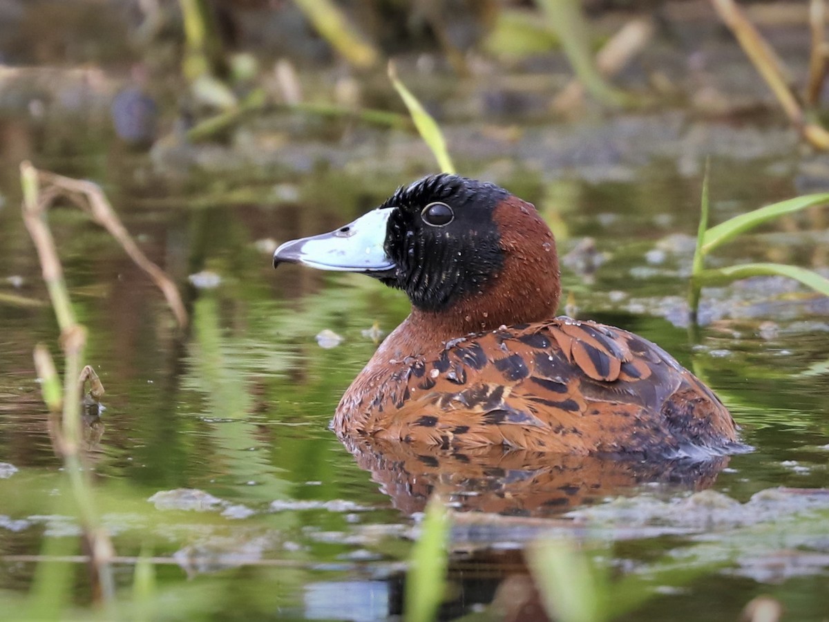 Masked Duck - Nomonyx dominicus - Birds of the World