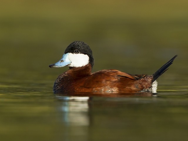 Ruddy Duck Flying