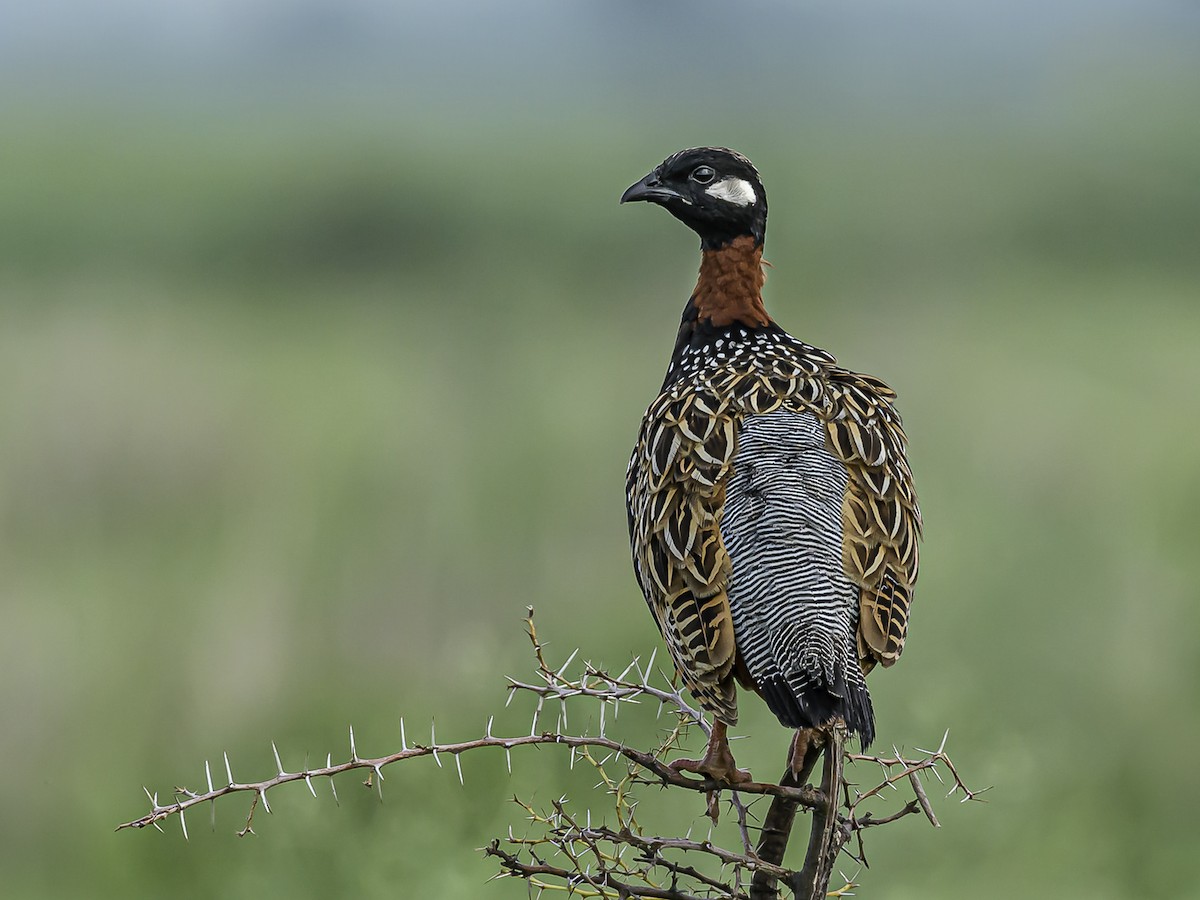 Black Francolin - Francolinus francolinus - Birds of the World