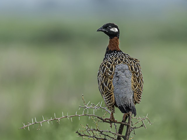 Flying Black Francolin