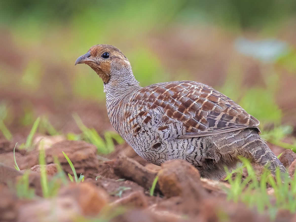 Gray Francolin - Ortygornis pondicerianus - Birds of the World