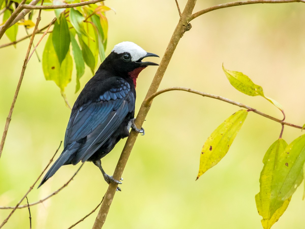 White-capped Tanager - Sericossypha albocristata - Birds of the World