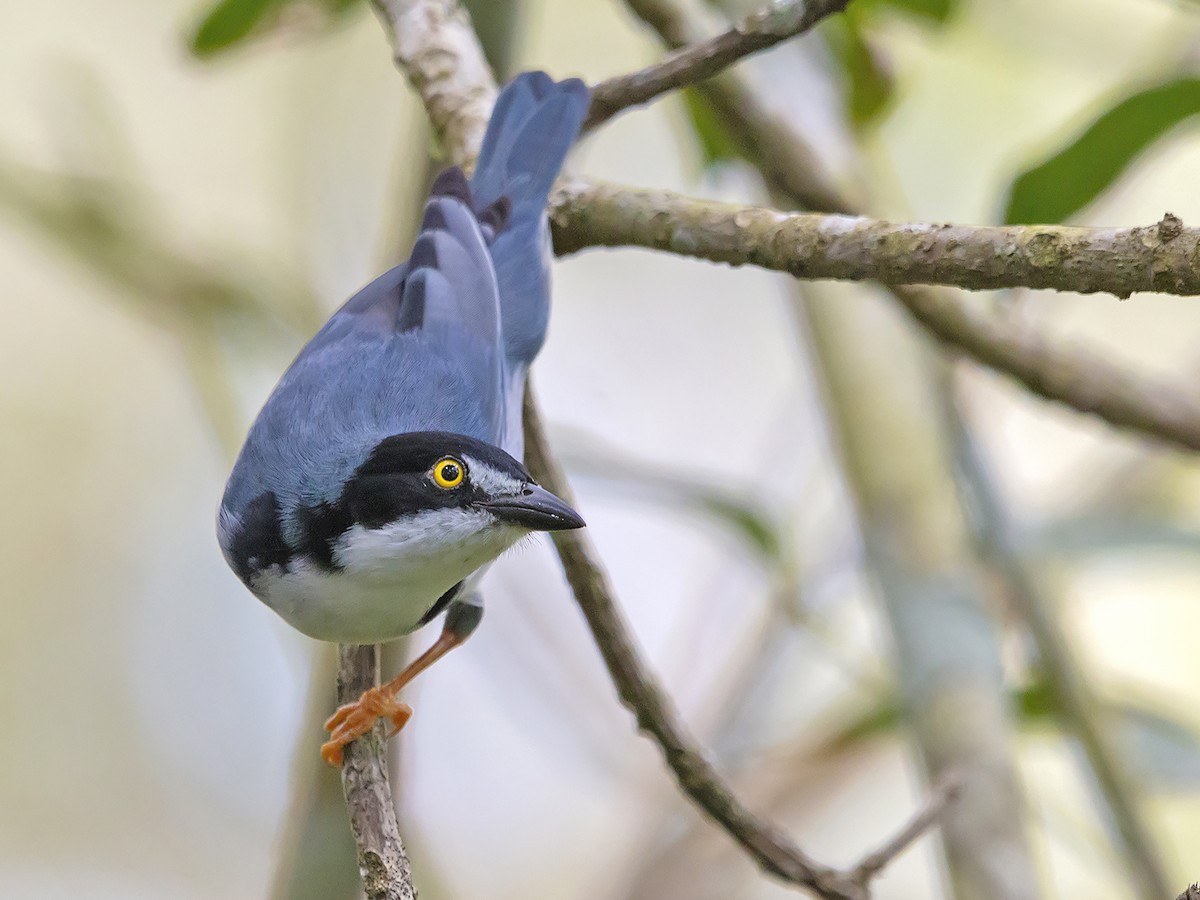 Hooded Tanager - Nemosia pileata - Birds of the World