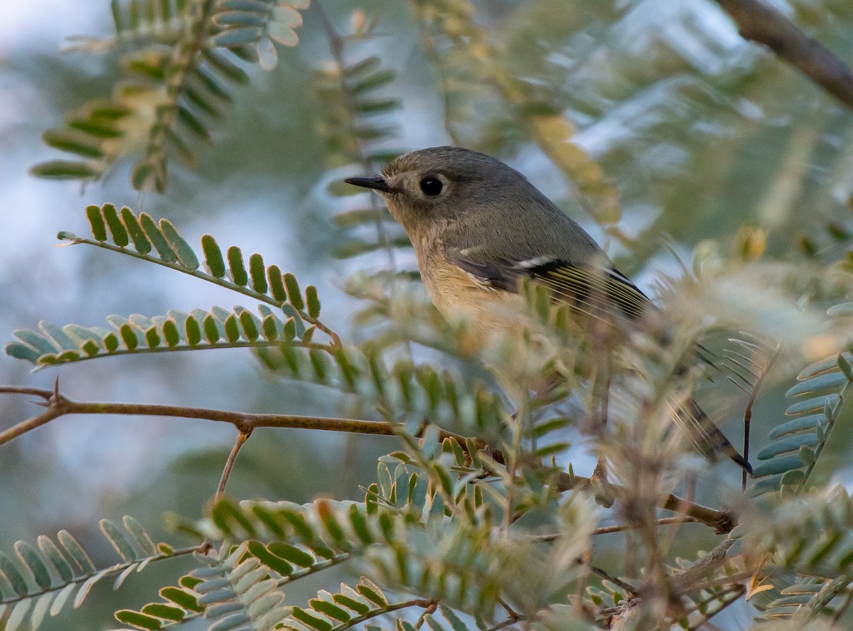 eBird Checklist - 14 Nov 2019 - Boyce Thompson Arboretum - 23 species
