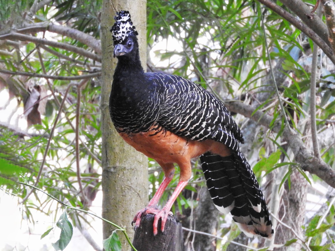 Pavón Muitú - eBird