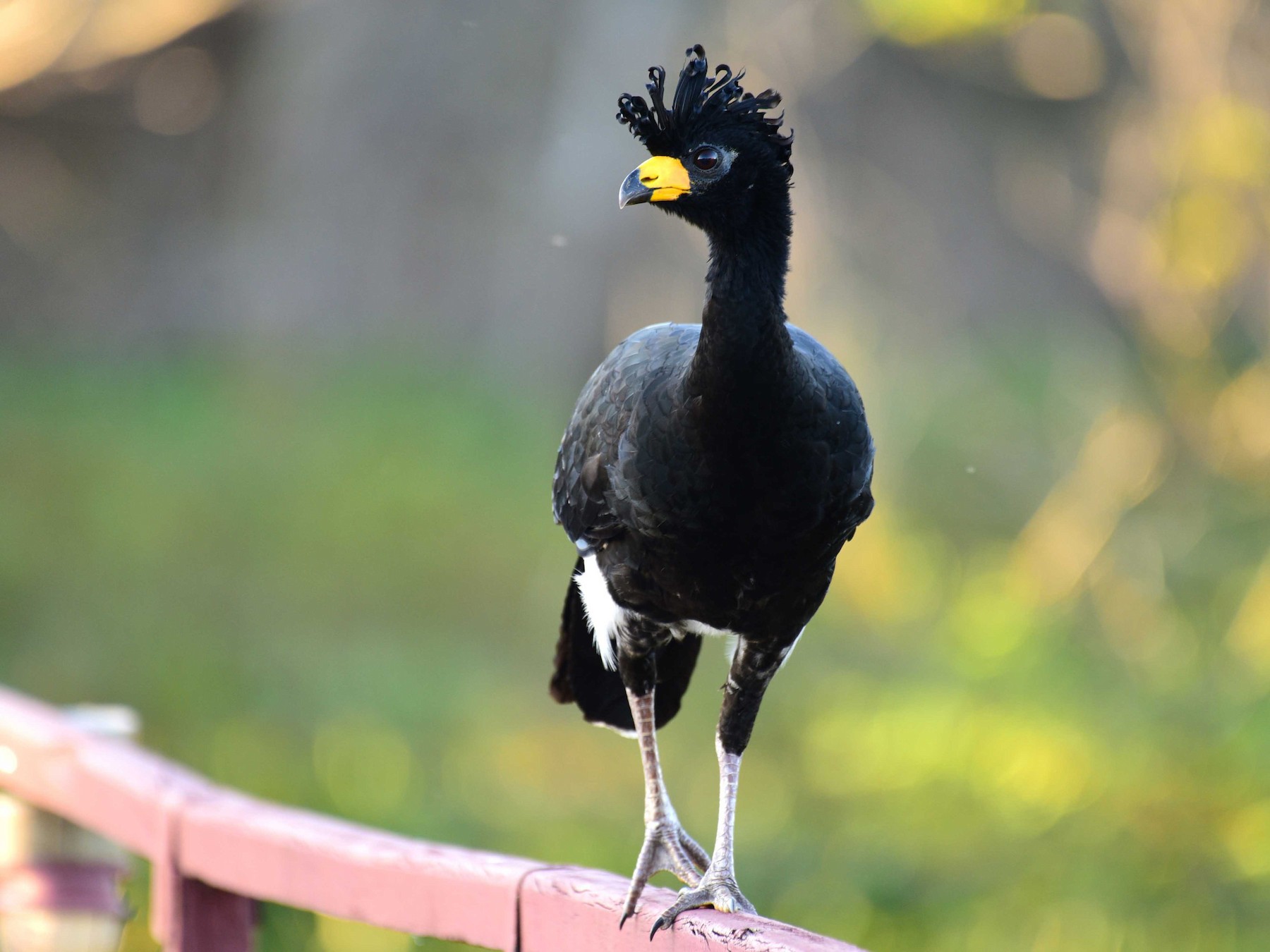 Bare-faced Curassow - eBird