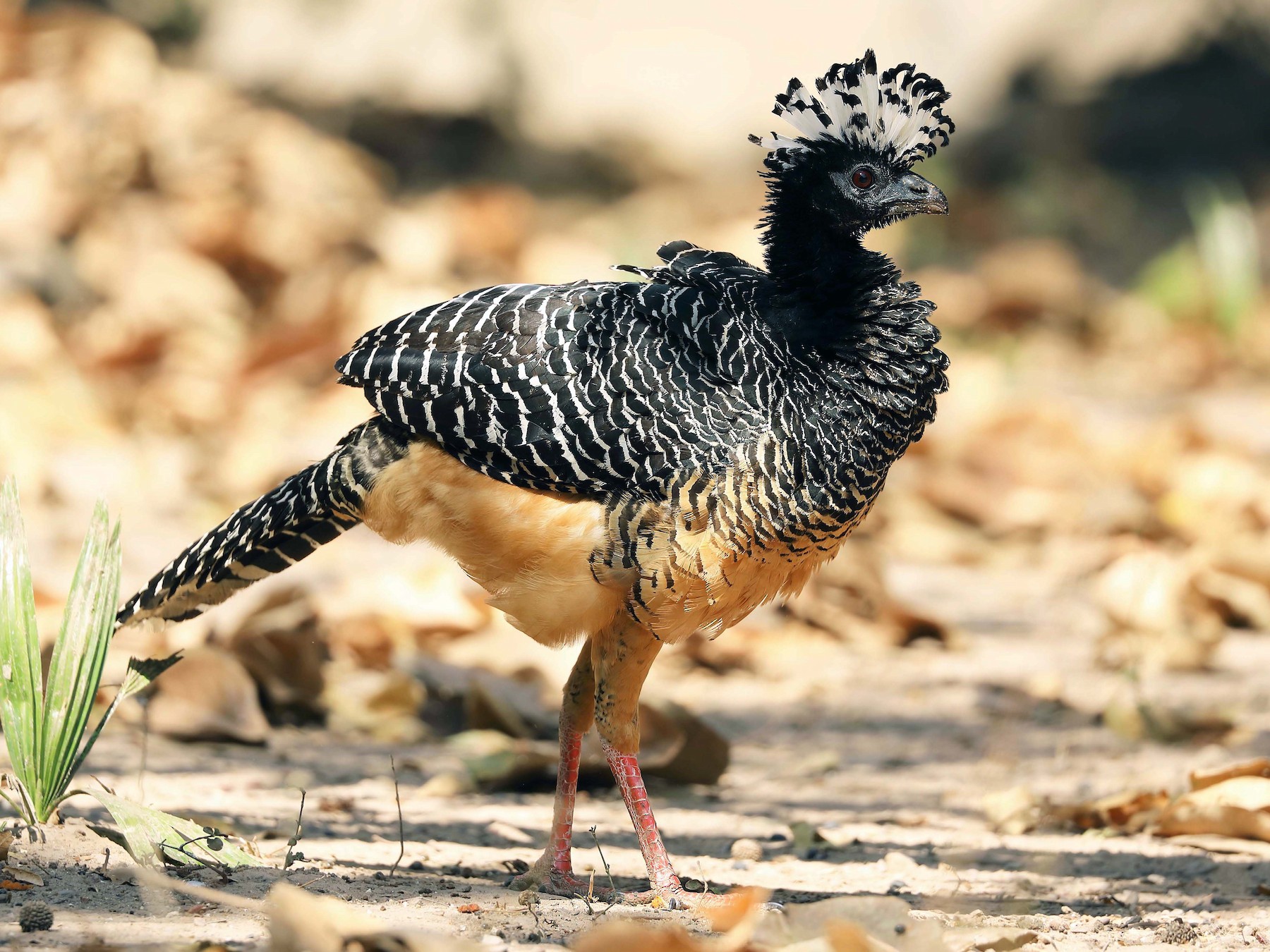 Bare-faced Curassow - eBird