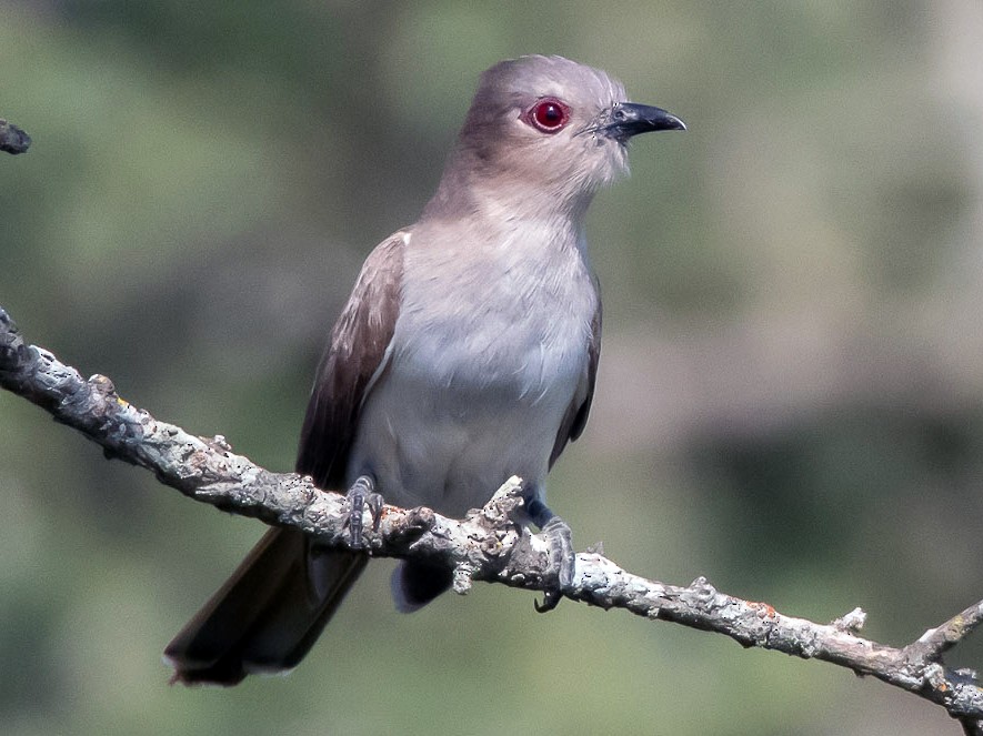 Ash-colored Cuckoo - eBird