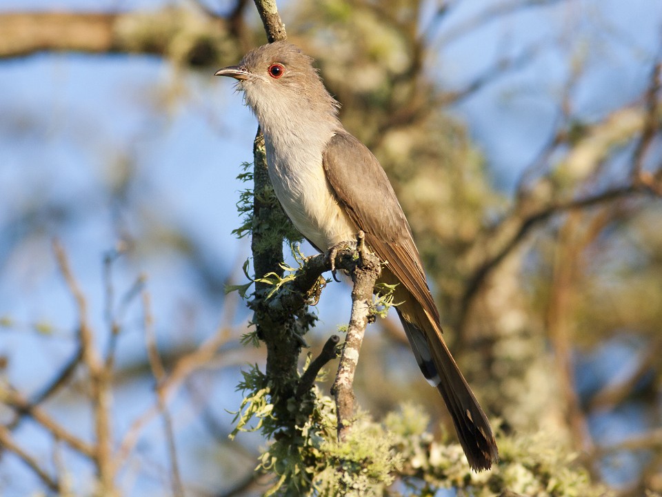 Ash-colored Cuckoo - eBird