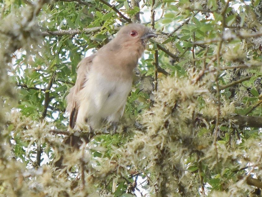 Ash-colored Cuckoo - eBird