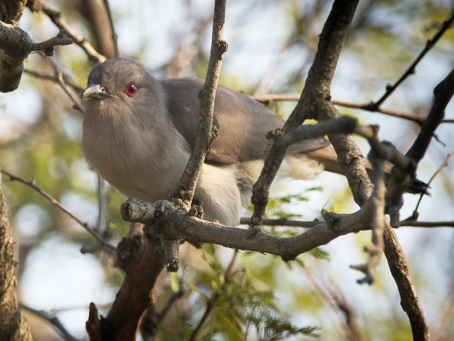 Ash-colored Cuckoo - eBird