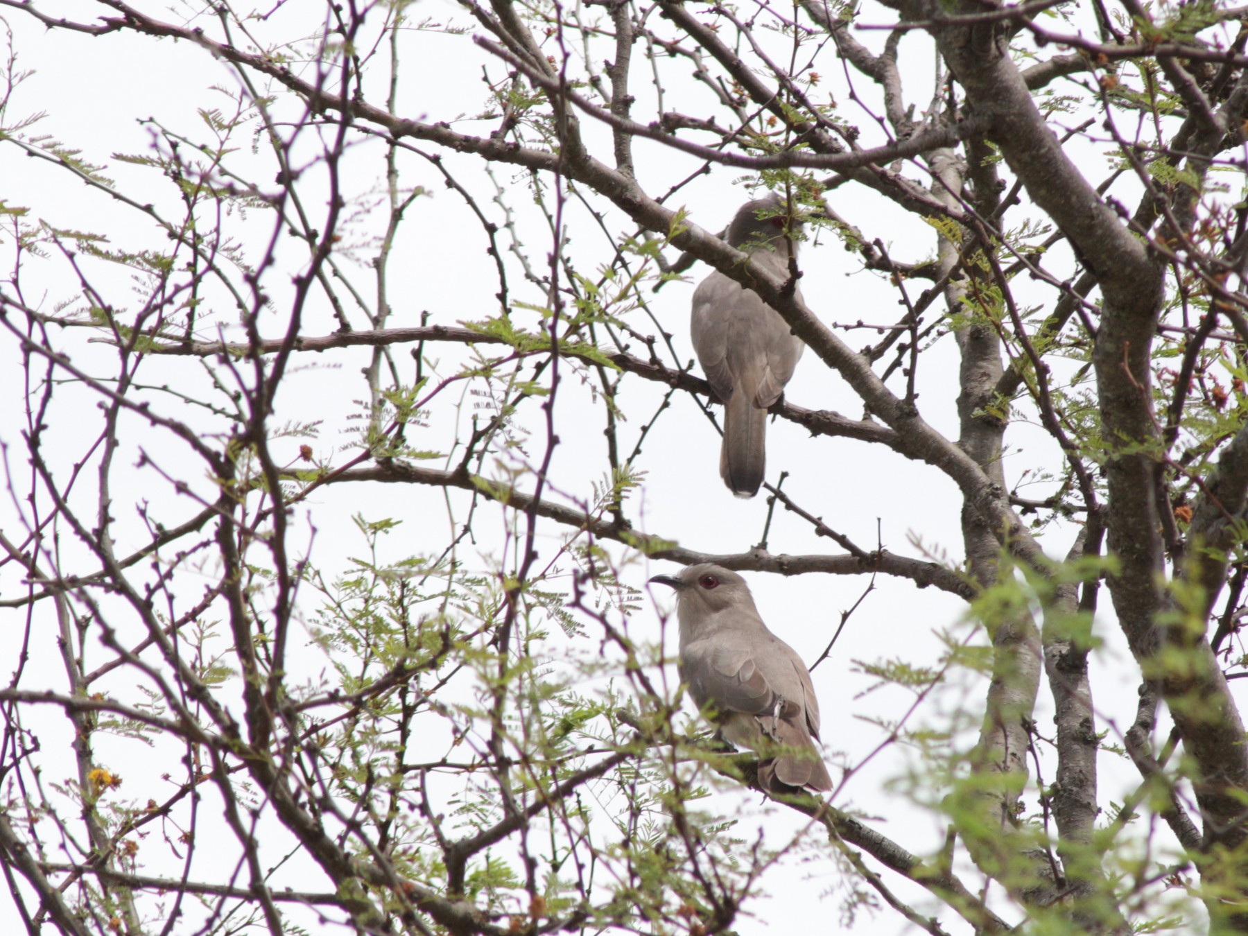 Ash-colored Cuckoo - eBird
