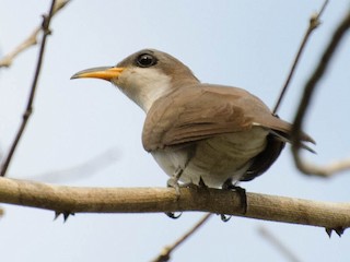 Pearly-breasted Cuckoo - eBird