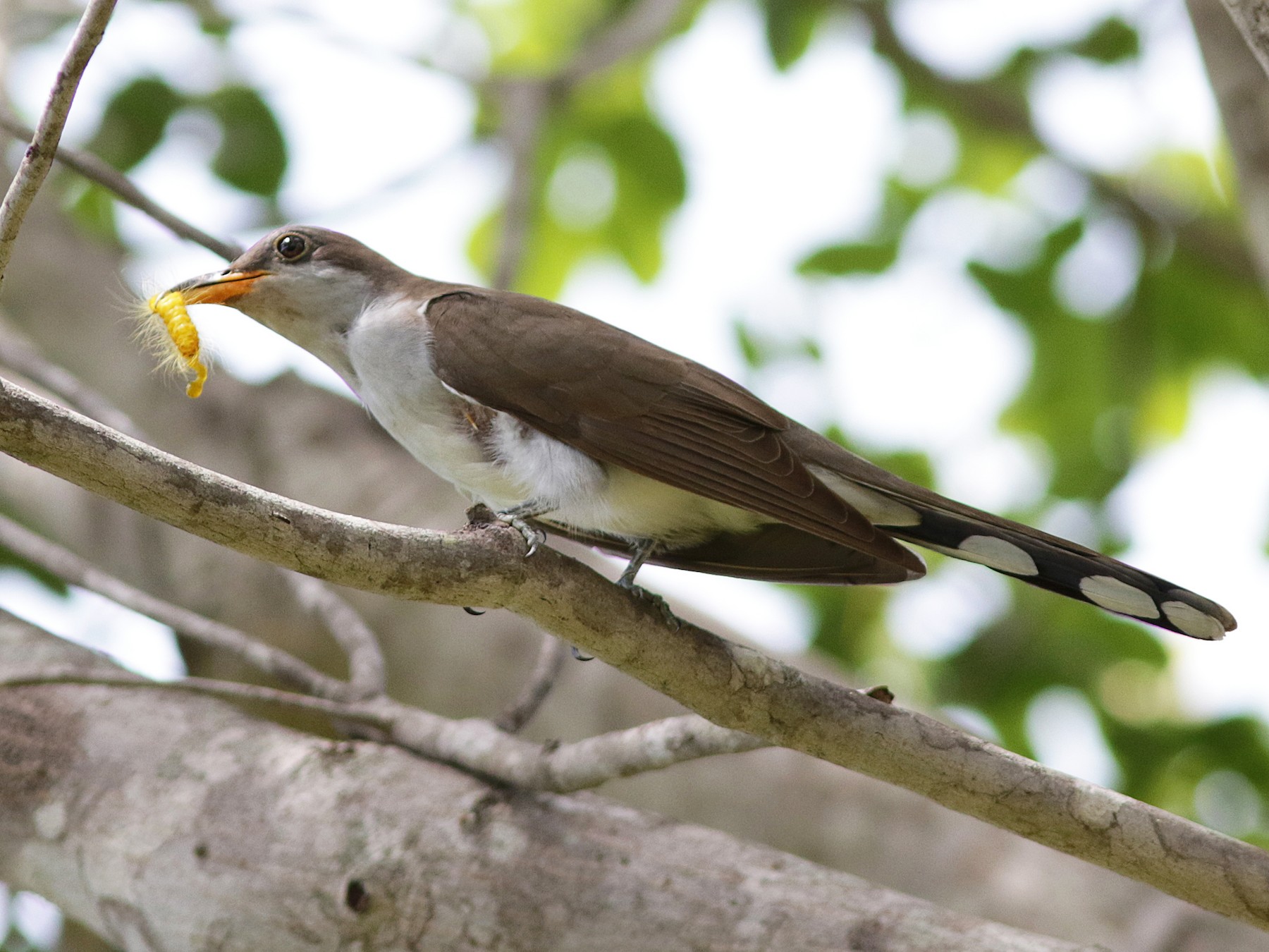 Cuclillo ventriblanco - eBird