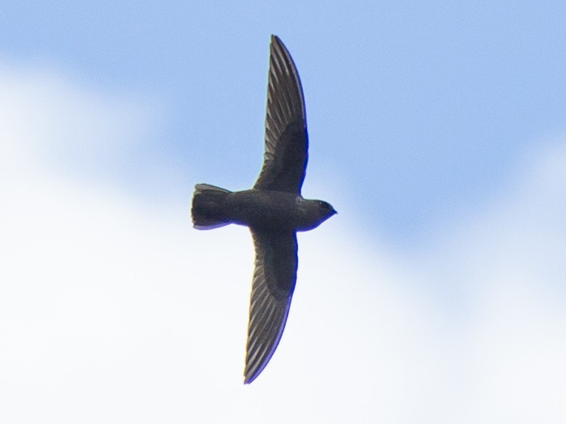Rothschild's Swift - eBird