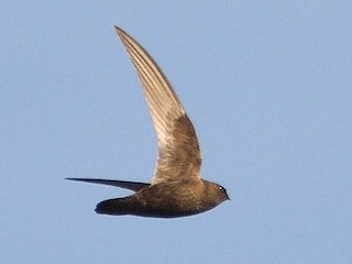 Rothschild's Swift - eBird